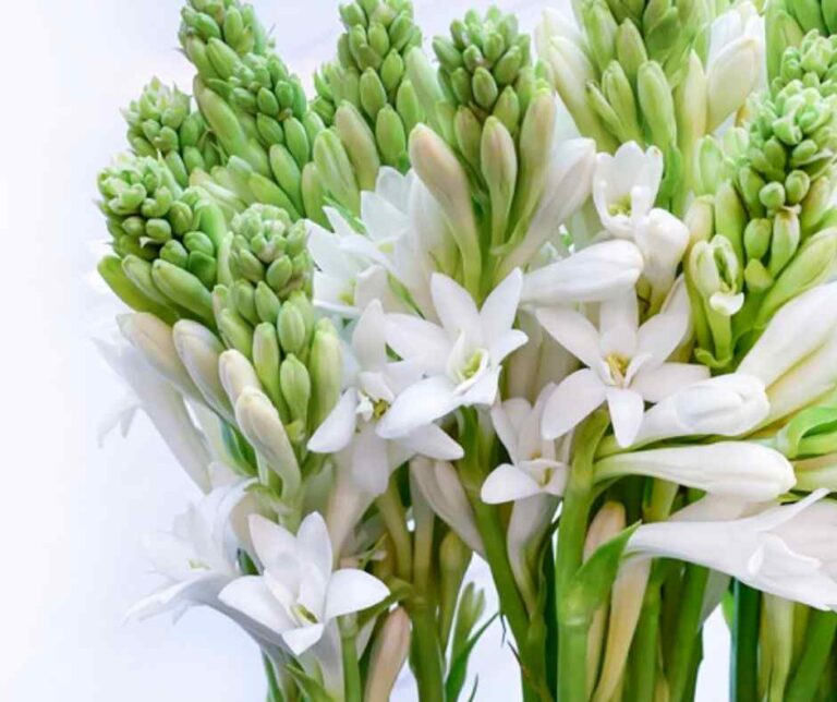 Fakta Menarik Bunga Sedap Malam yang Perlu Kamu Ketahui, Banyak Manfaat ...